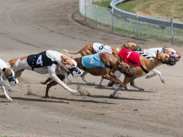 Bets on dog racing: what you need to know